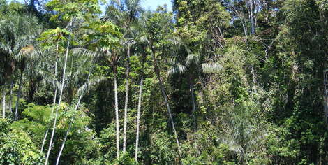 Celovečerní film zachytí příběh dětí, co 40 dní přežily v džungli ...
